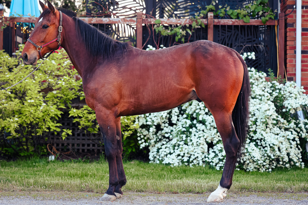 Naughty Pursuit | Standardbred Canada